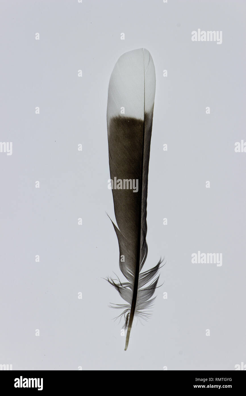 Texas wildlife hi-res stock photography and images - Alamy