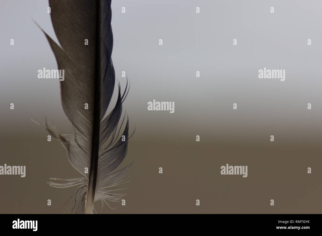 Wildlife taxonomy hi-res stock photography and images - Alamy