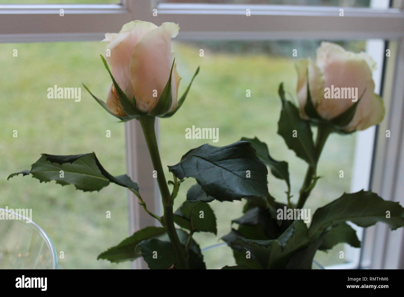 White roses with garden background and window frame Stock Photo - Alamy