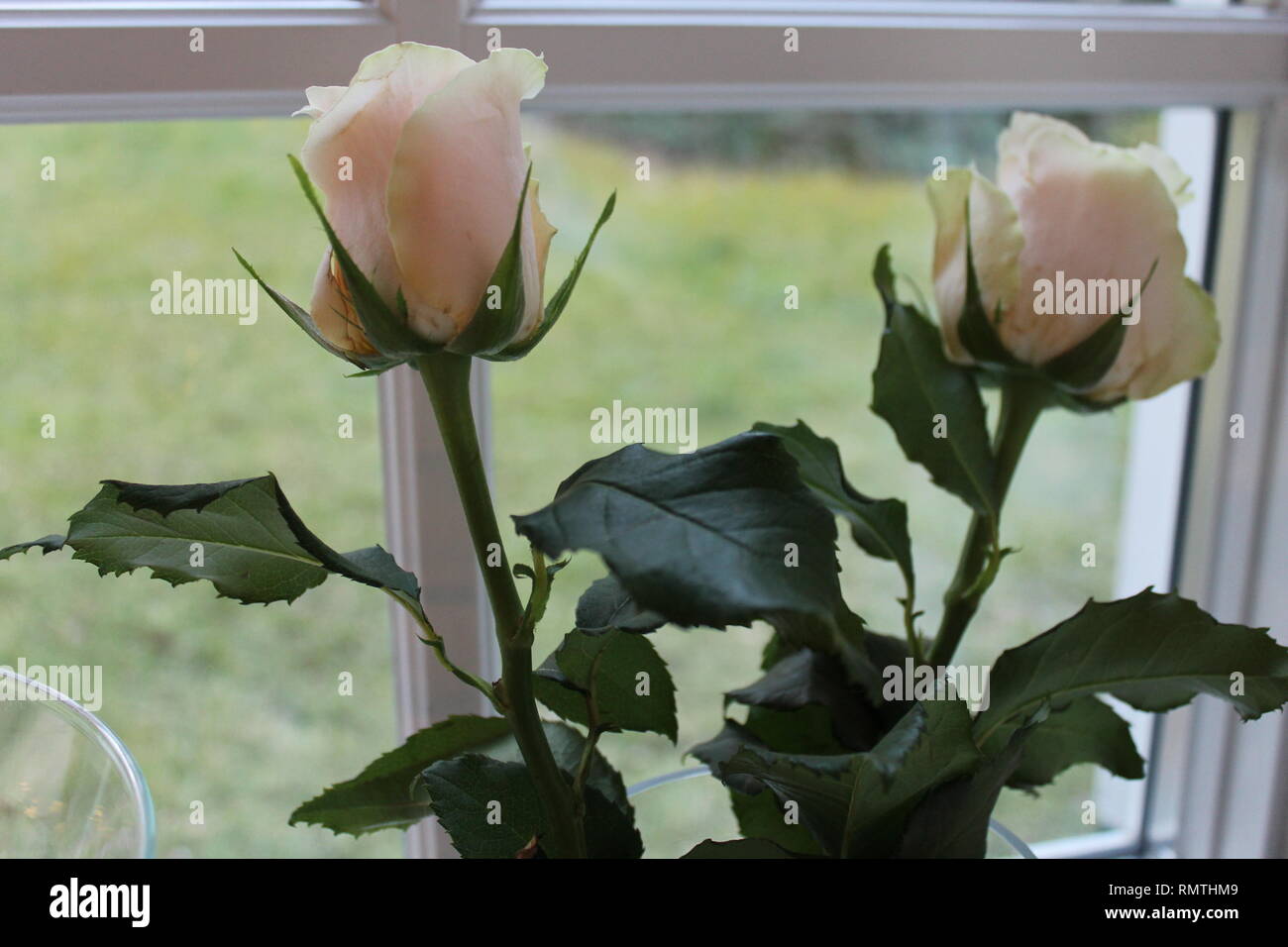 White roses with garden background and window frame Stock Photo - Alamy