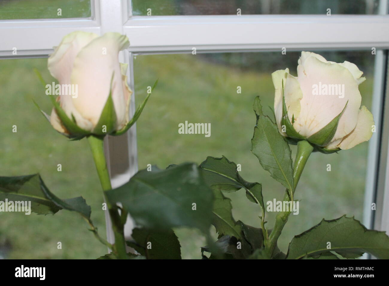 White roses with garden background and window frame Stock Photo - Alamy