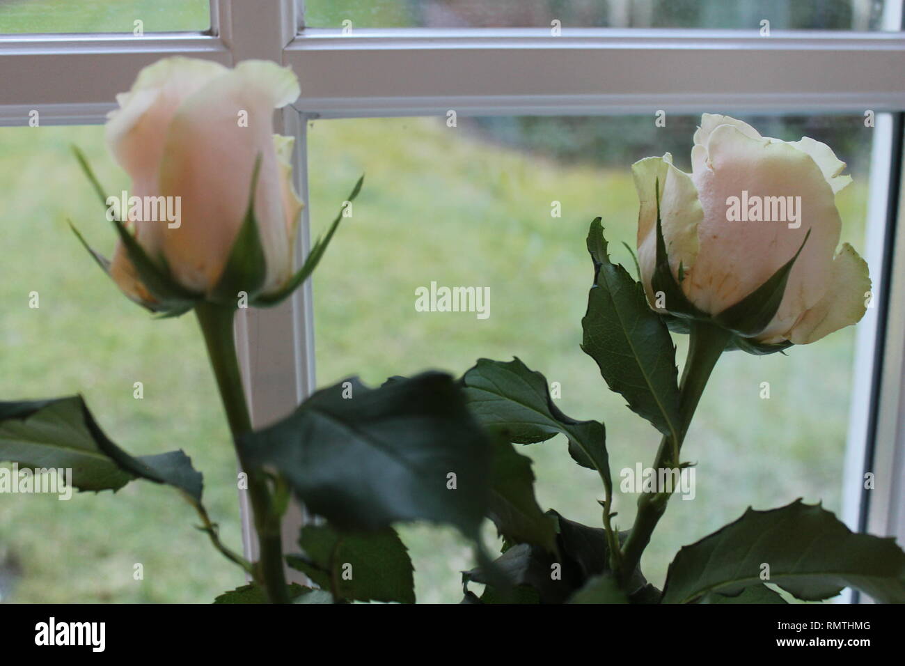 White roses with garden background and window frame Stock Photo - Alamy