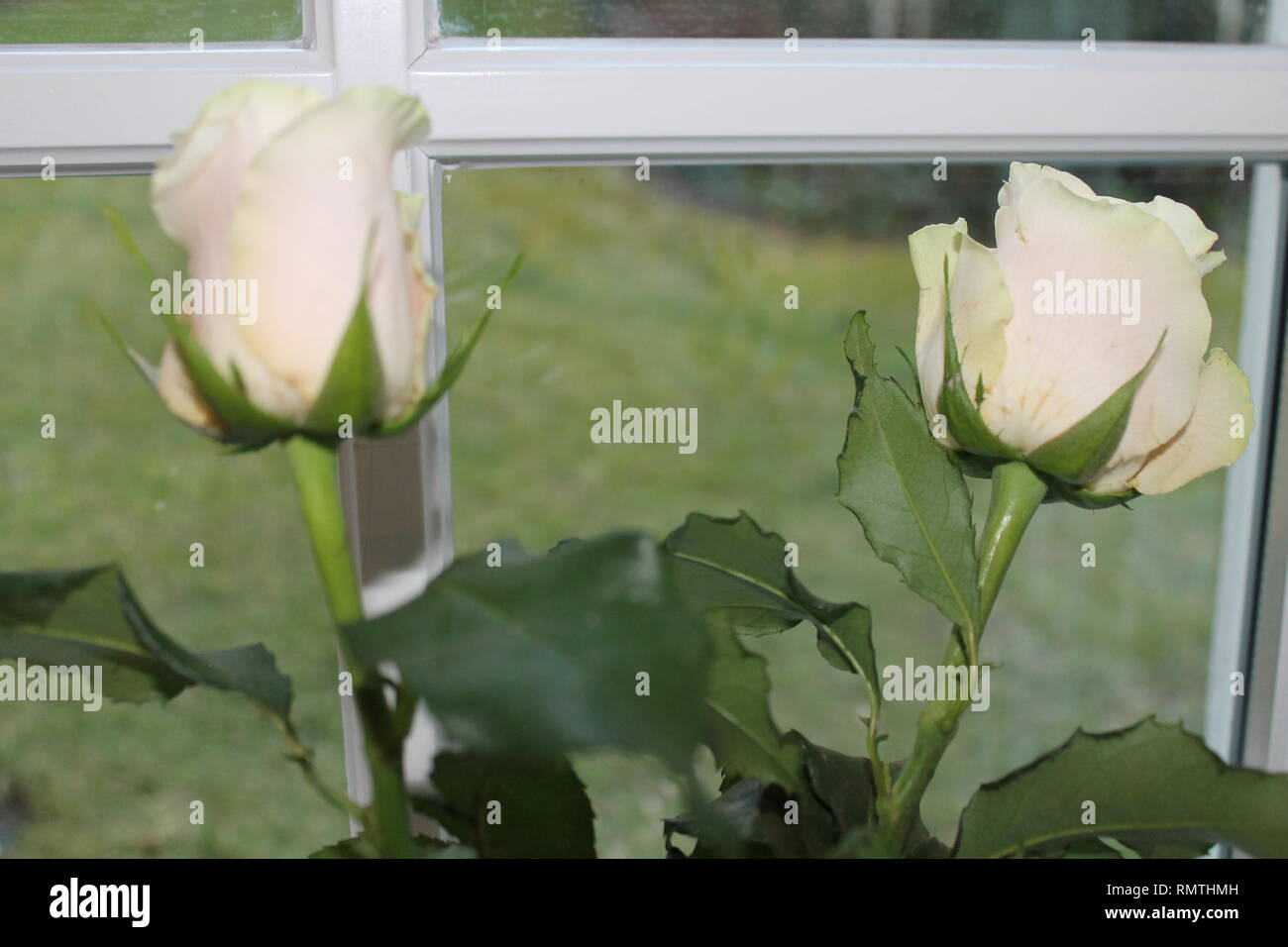 White roses with garden background and window frame Stock Photo - Alamy