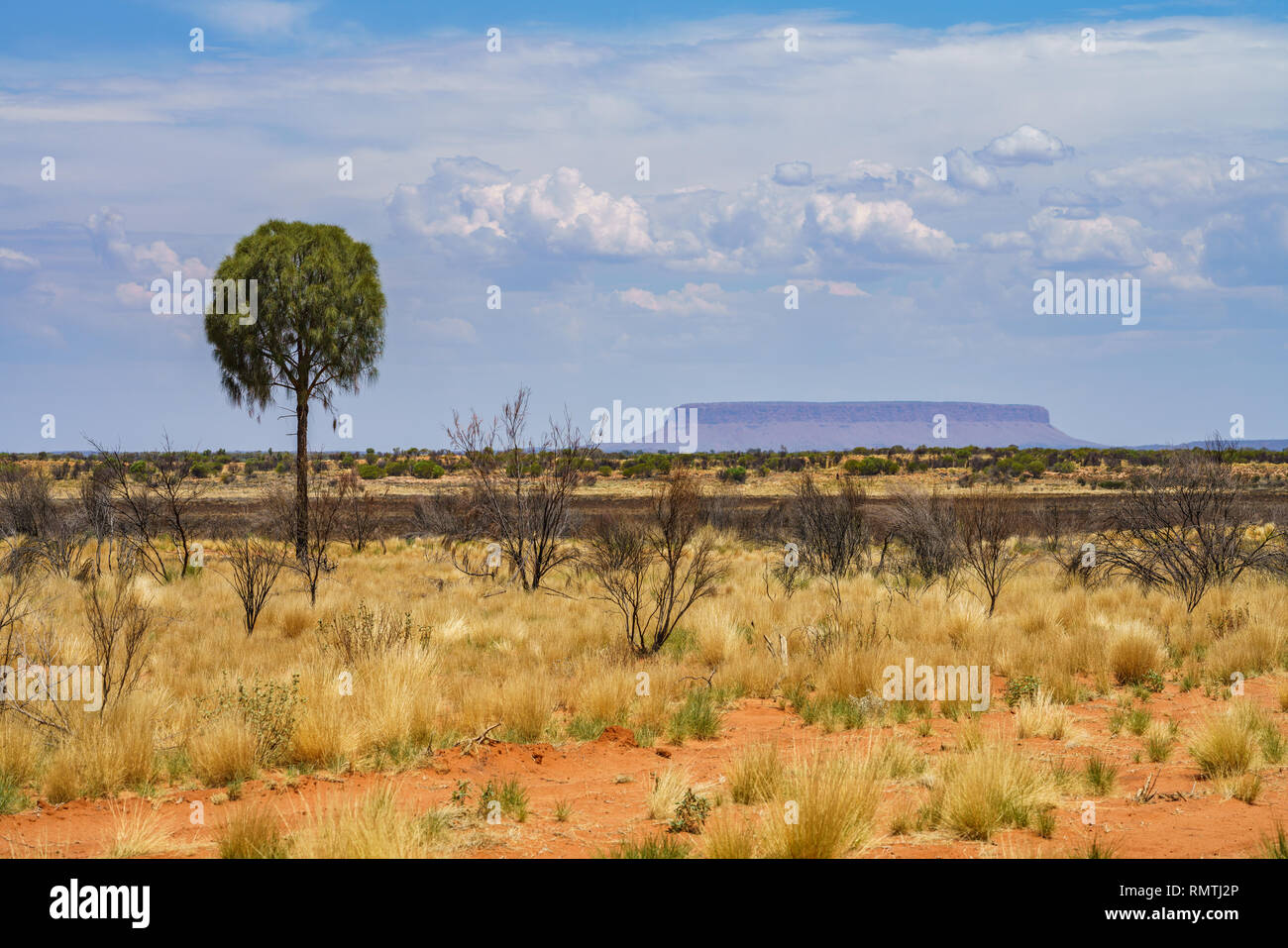 Conner tree hi-res stock photography and images - Alamy