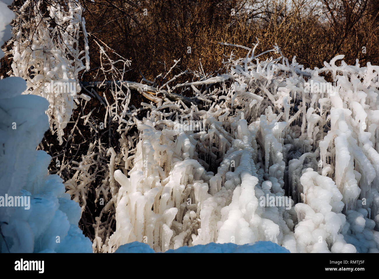 Frozen ice tree in the winter. The parts of the tree Stock Photo - Alamy
