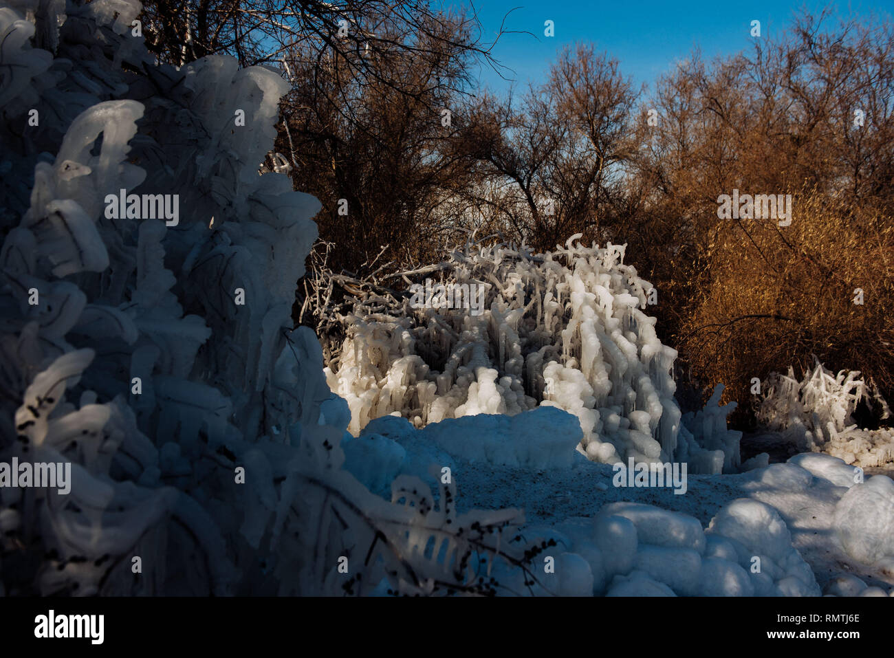 Frozen ice tree in the winter. The parts of the tree Stock Photo - Alamy