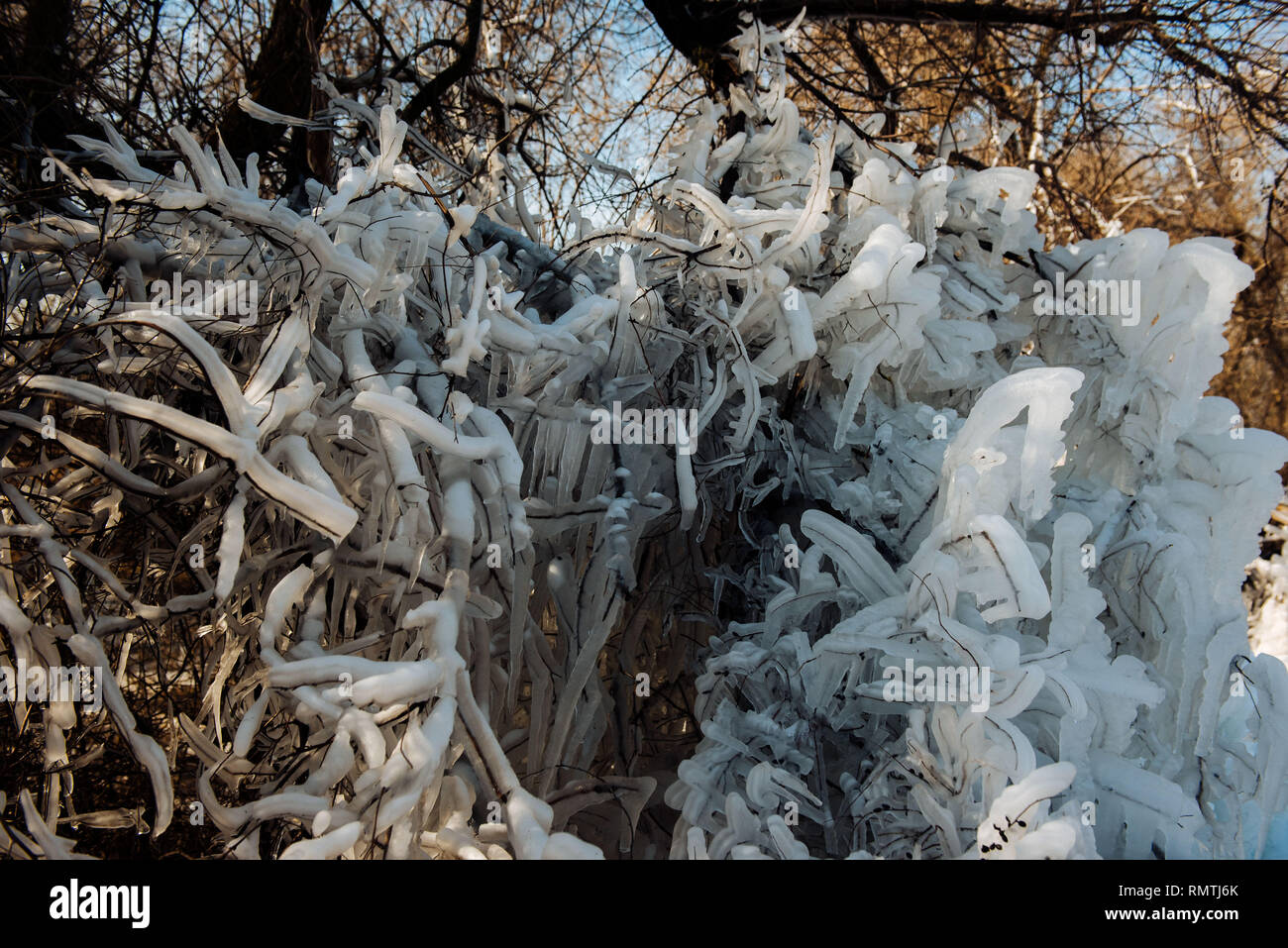 Frozen ice tree in the winter. The parts of the tree Stock Photo - Alamy