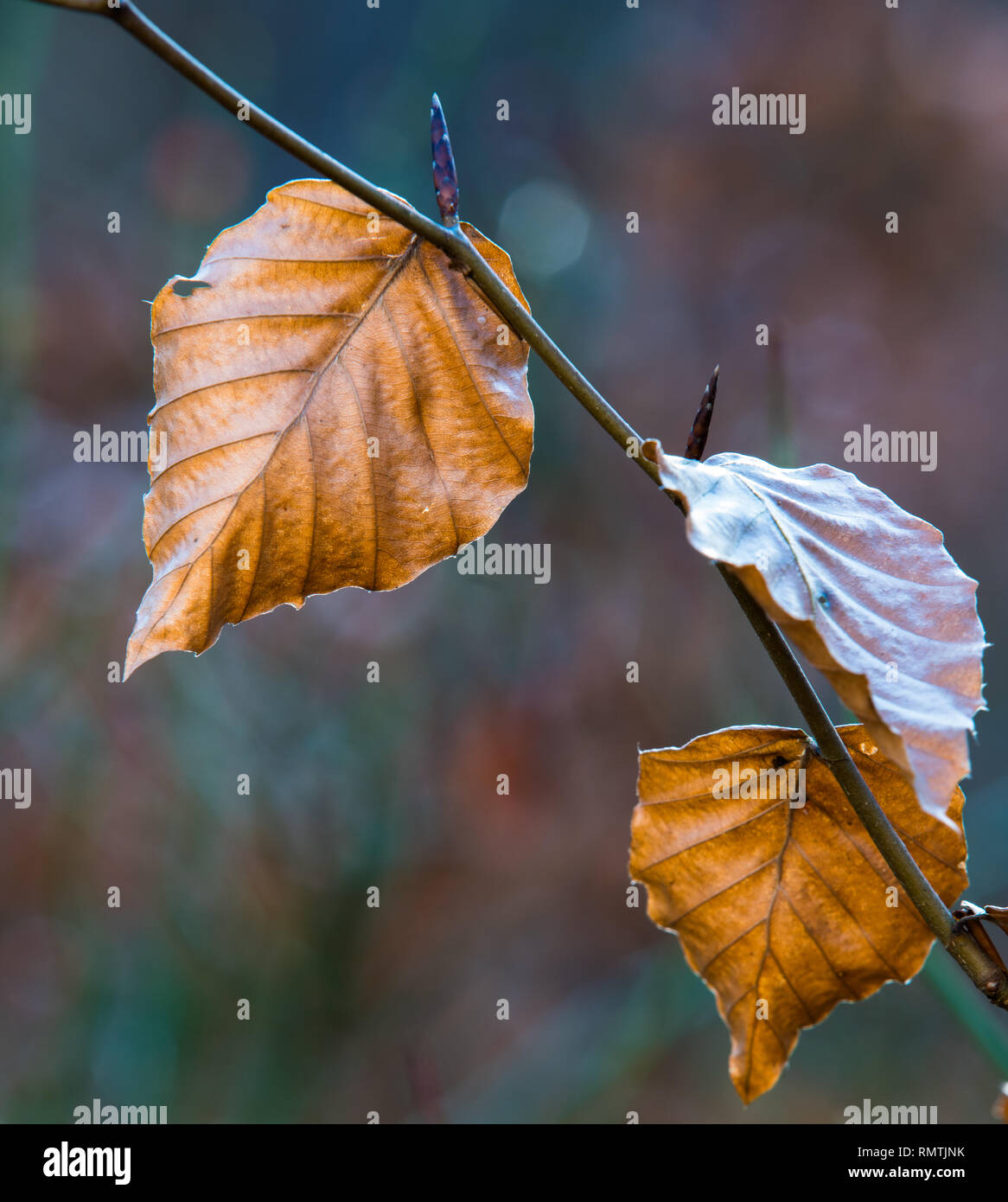 Brightly backlit autumn coloured Beech leaves in autumn winter, with ...