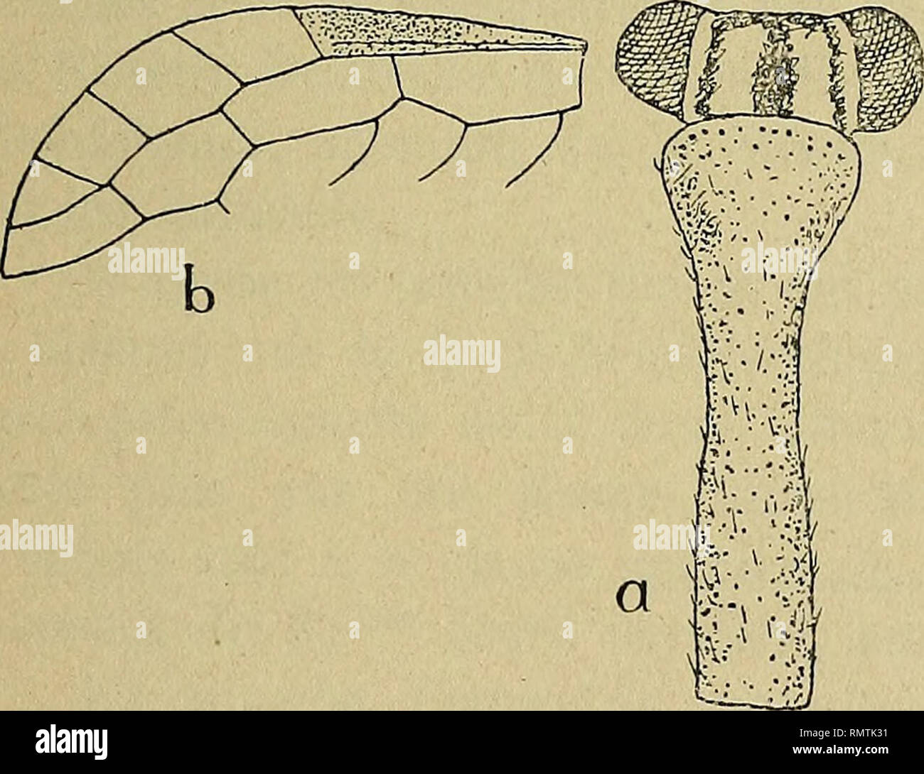 Uebi hi-res stock photography and images - Alamy