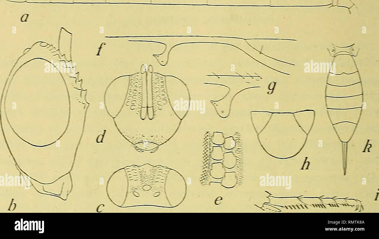 Areolis hi-res stock photography and images - Alamy