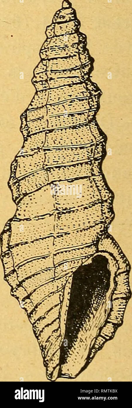 Columelle hi-res stock photography and images - Alamy