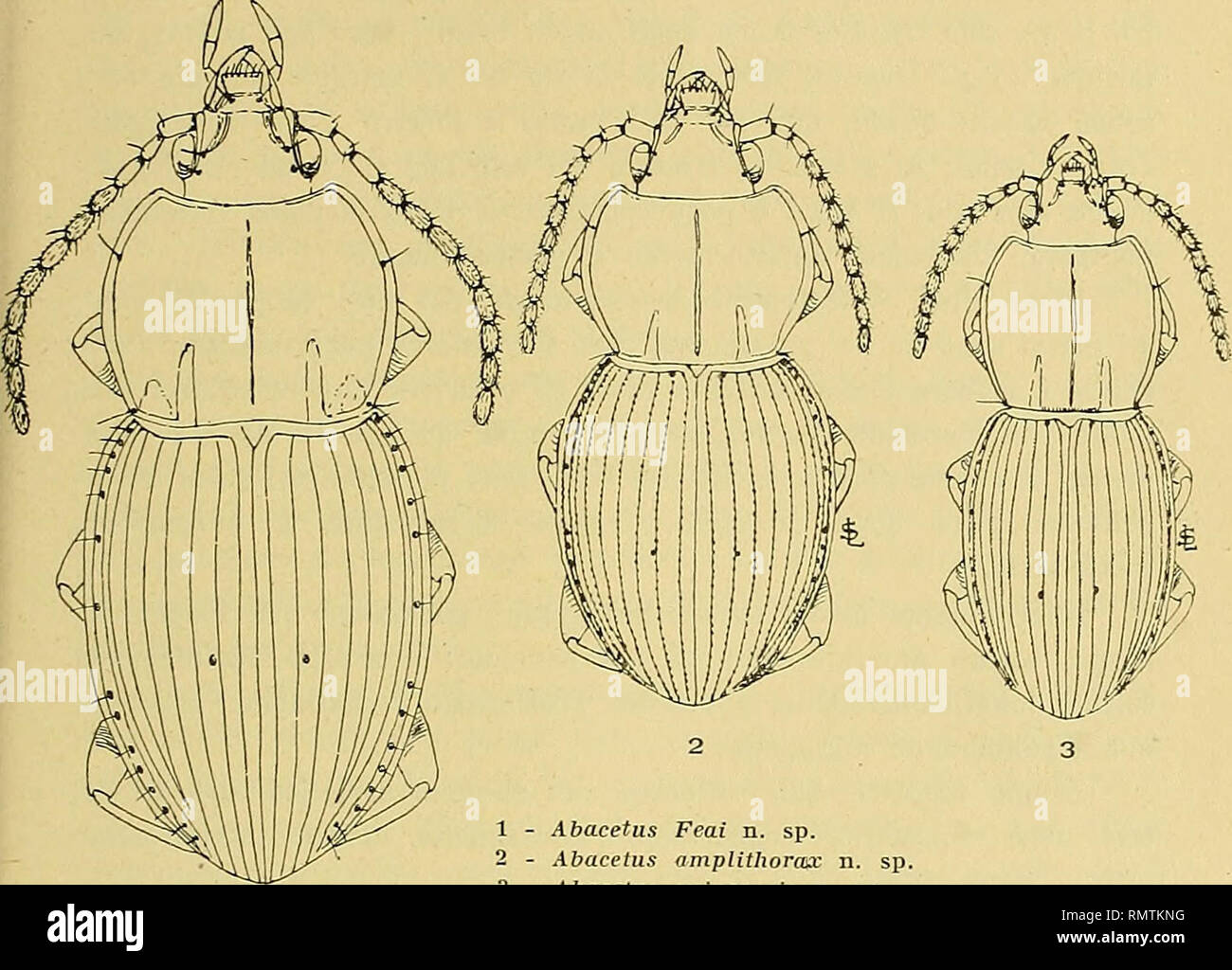 Nuovi posteriori hi-res stock photography and images - Alamy