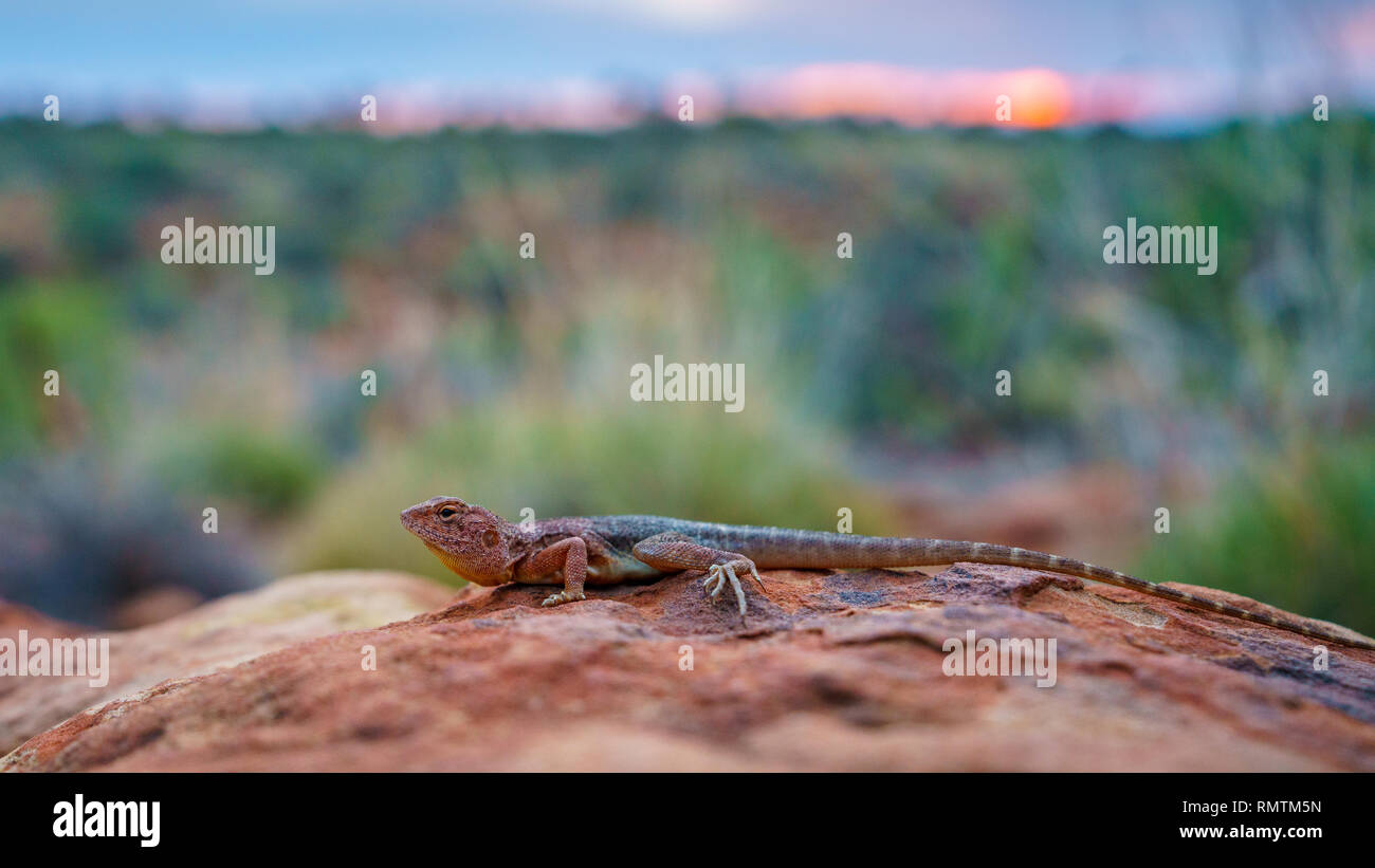 portrait of a lizard in the sunset of kings canyon, northern territory ...