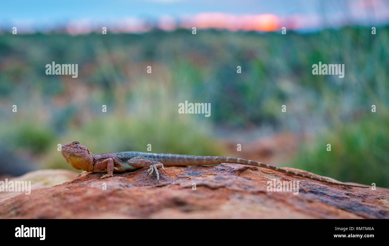portrait of a lizard in the sunset of kings canyon, northern territory ...