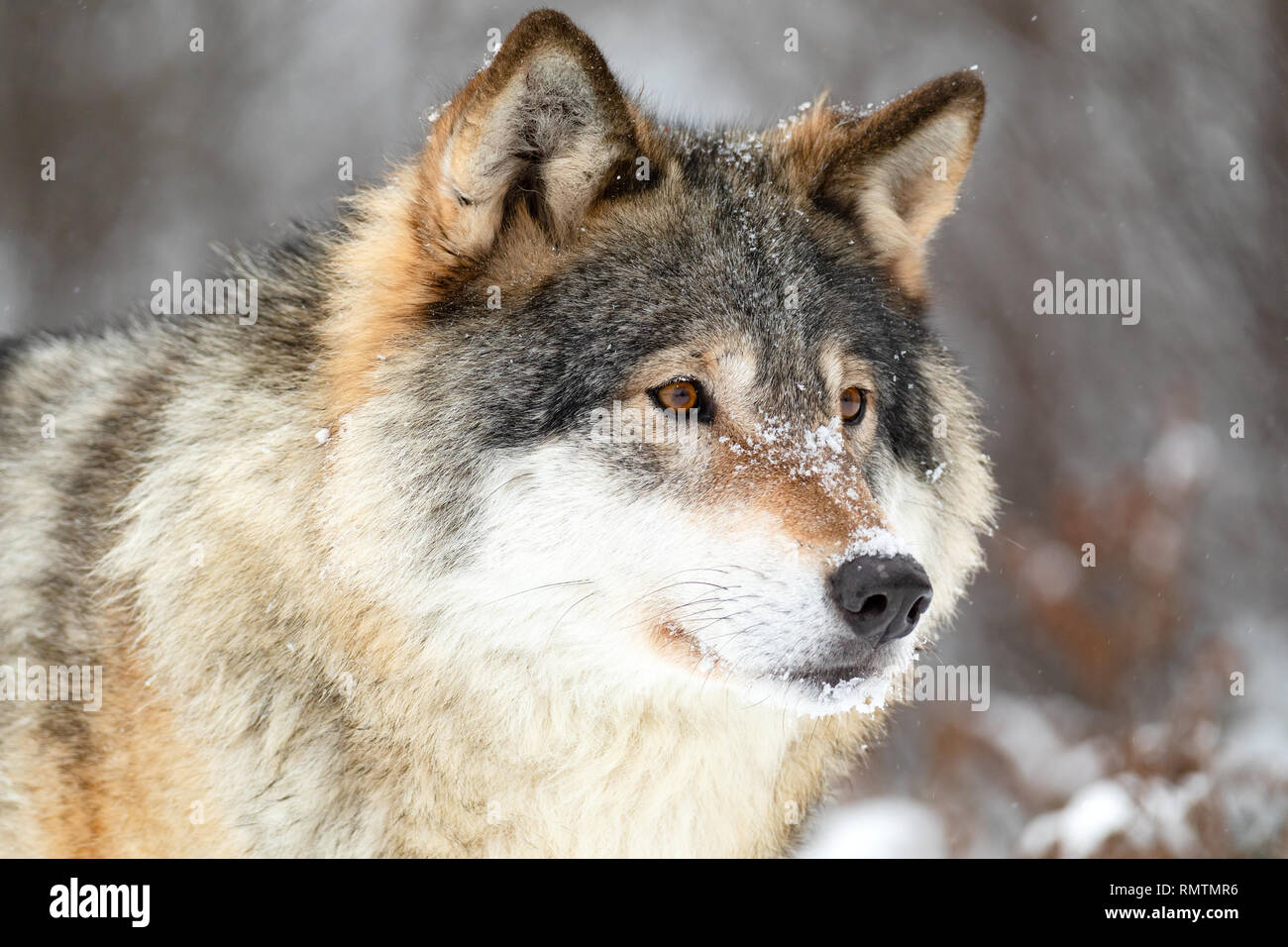 Close-up portrait of a beautiful wolf in the cold winter Stock Photo ...