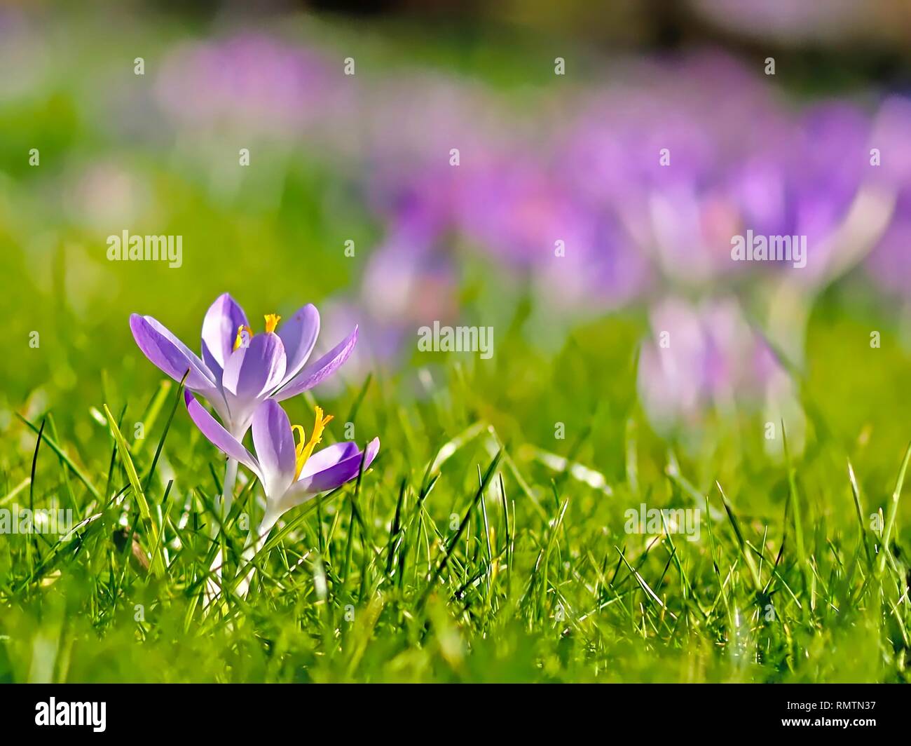 Macro of pink blooming crocus flowers Stock Photo - Alamy