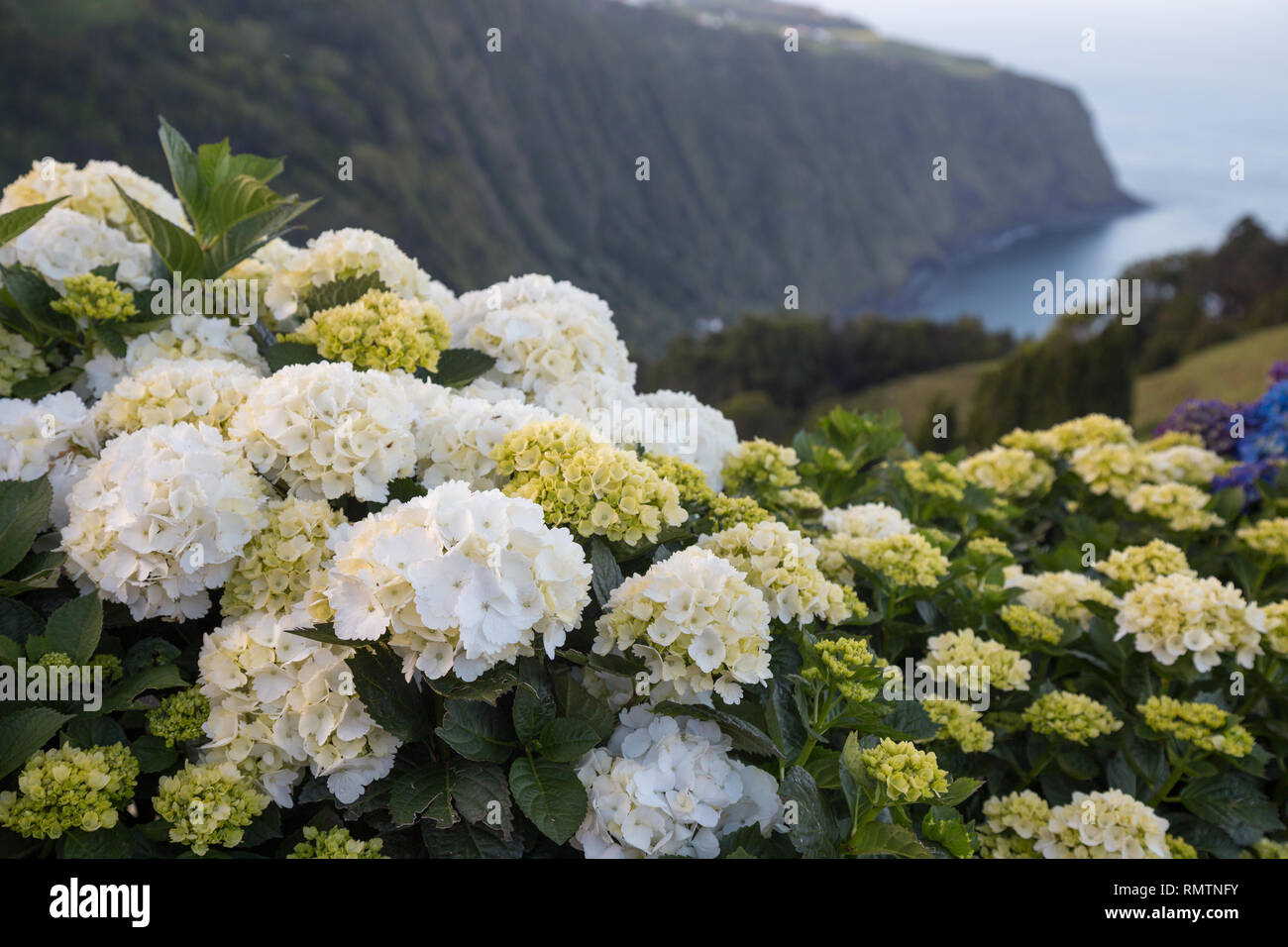 Hydrangea sao miguel azores hi-res stock photography and images - Alamy