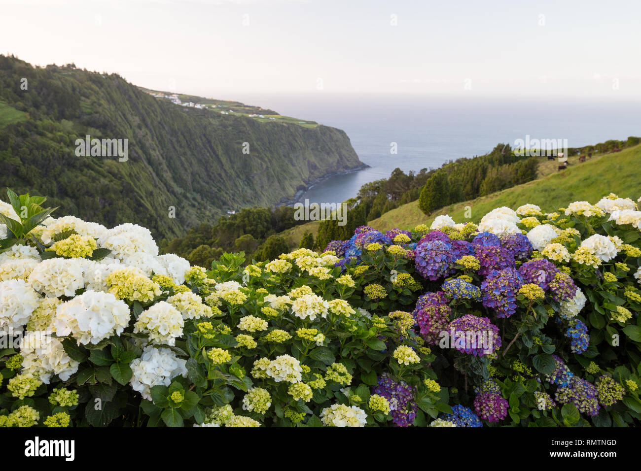 Azores green lush hi-res stock photography and images - Alamy