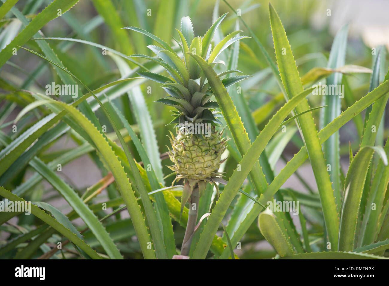 Small baby pineapple growing between sharp leafs with teeth Stock Photo ...