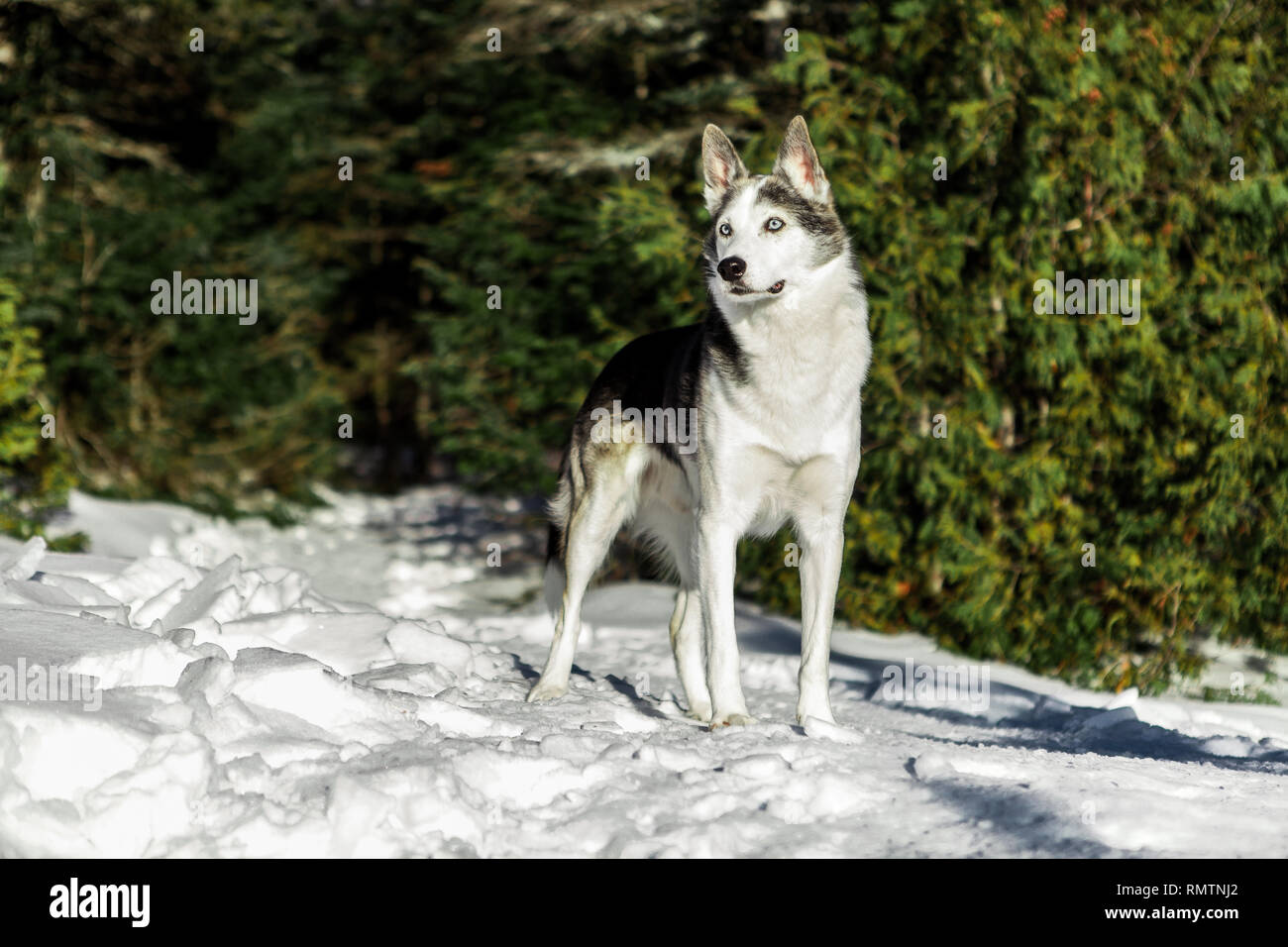 Portrait of an alaskan husky outdoor in the winter, with cedar trees in ...