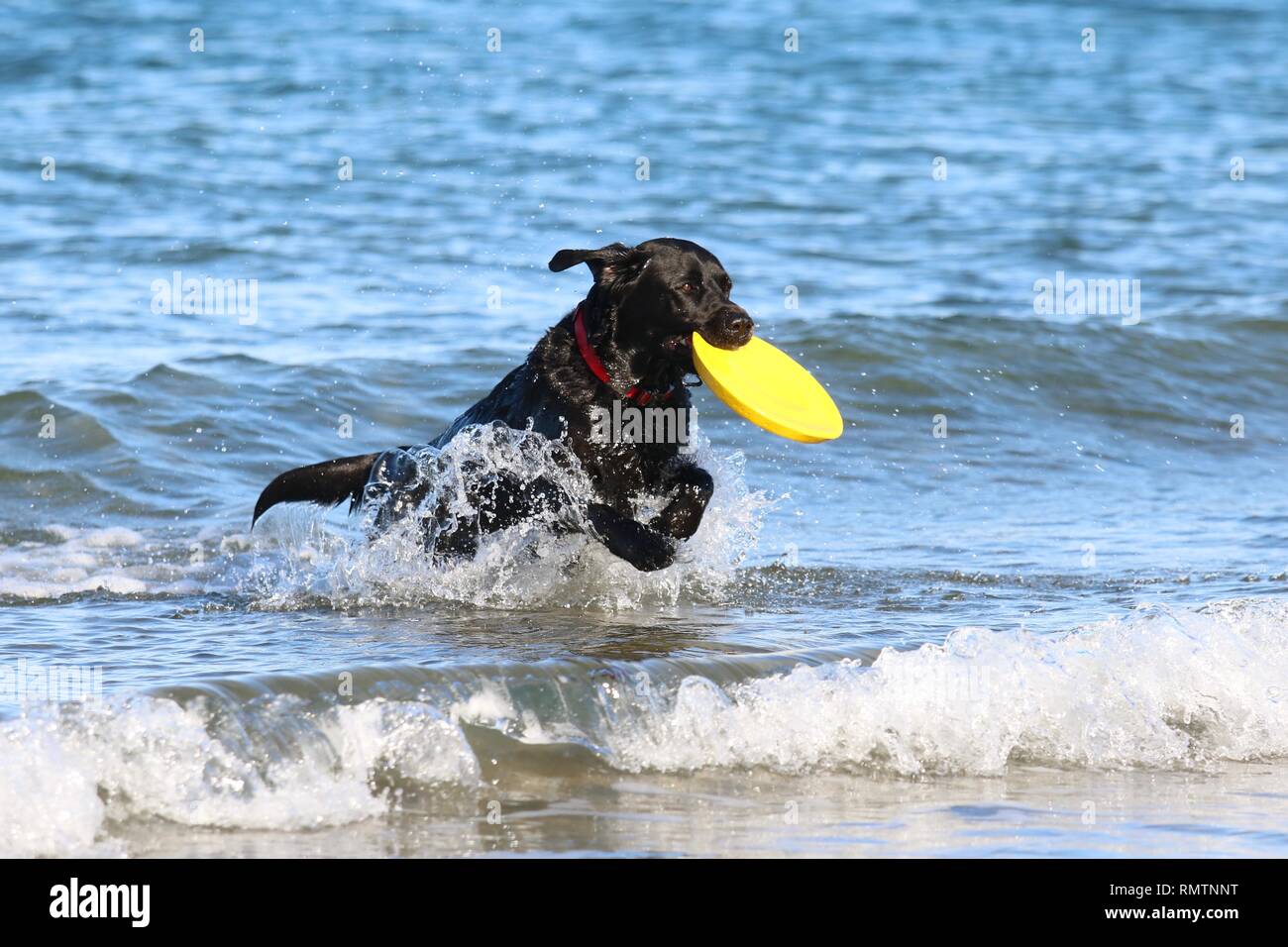 Black lab holding frisbee hi-res stock photography and images - Alamy