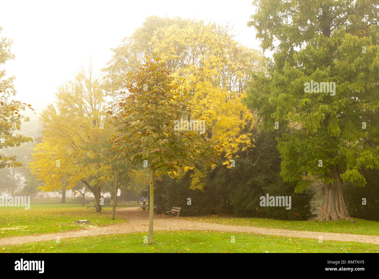 Early morning hazy mist in a neighbourhood park in The Netherlands with ...