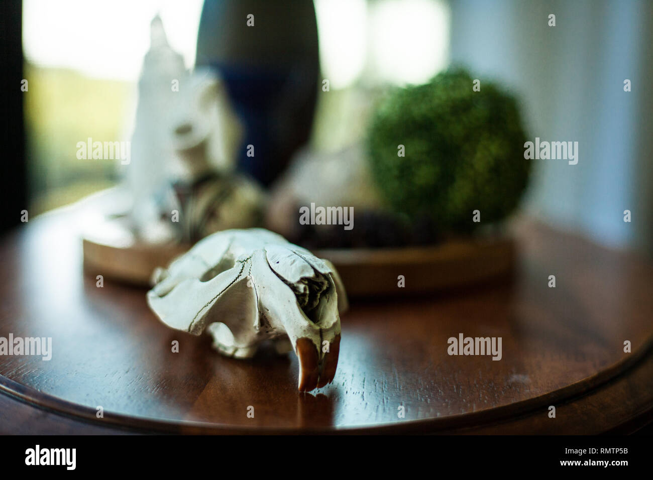 Beaver skull sitting on a round table inside a house with a blurry ...