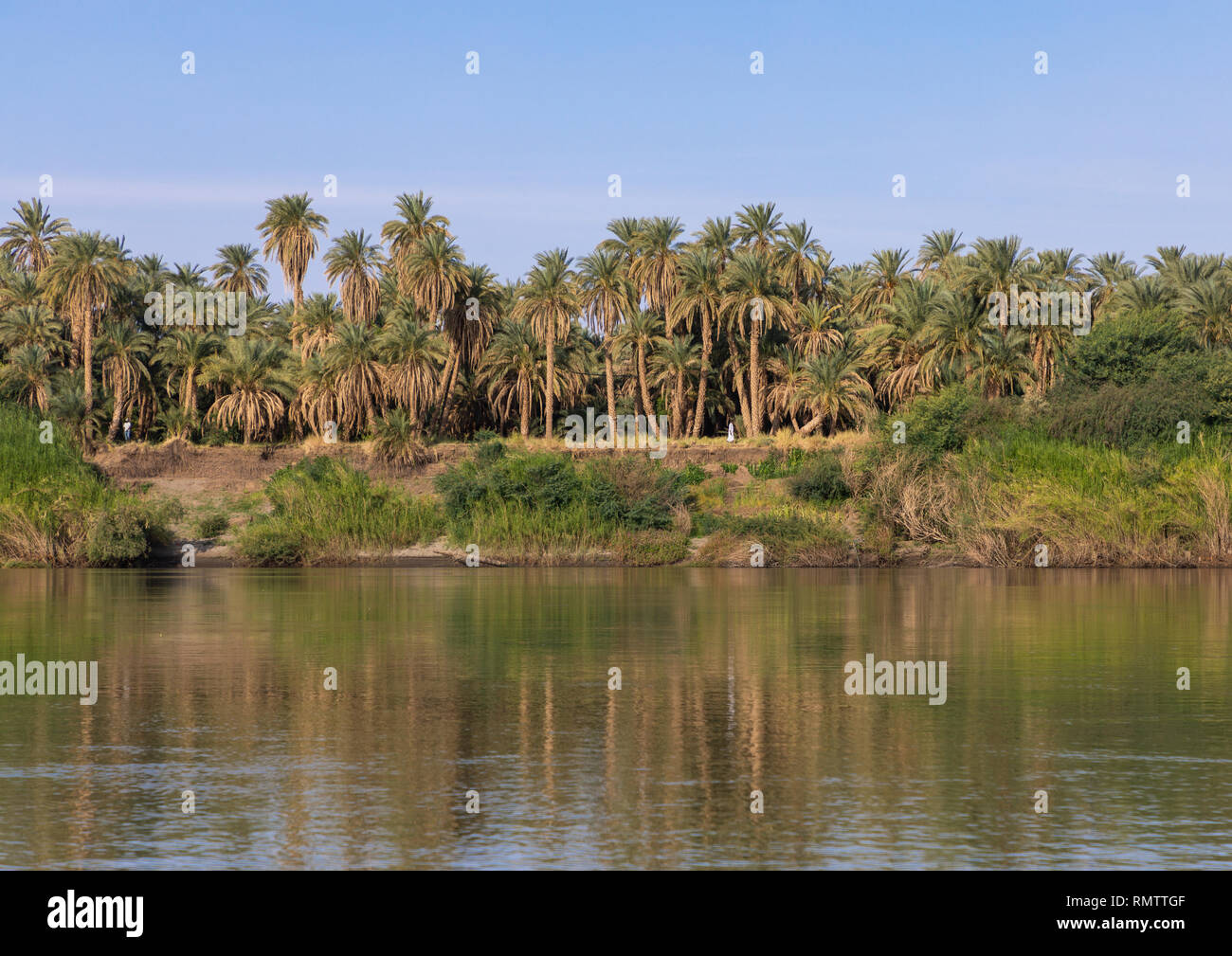 Plam trees on the bank of river Nile, Northern State, El-Kurru, Sudan ...