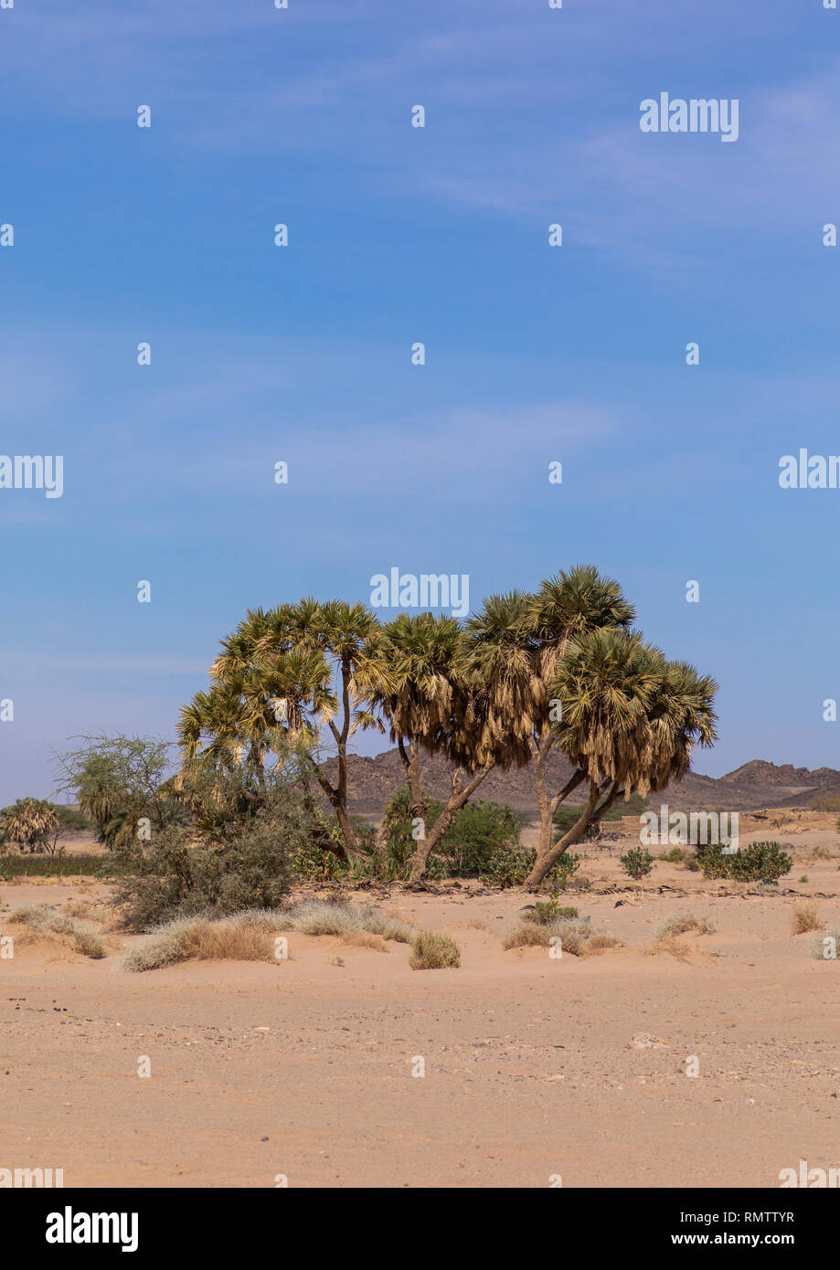 Plam trees in Bayoda desert, Northern State, Wadi Abu Dom, Sudan Stock ...