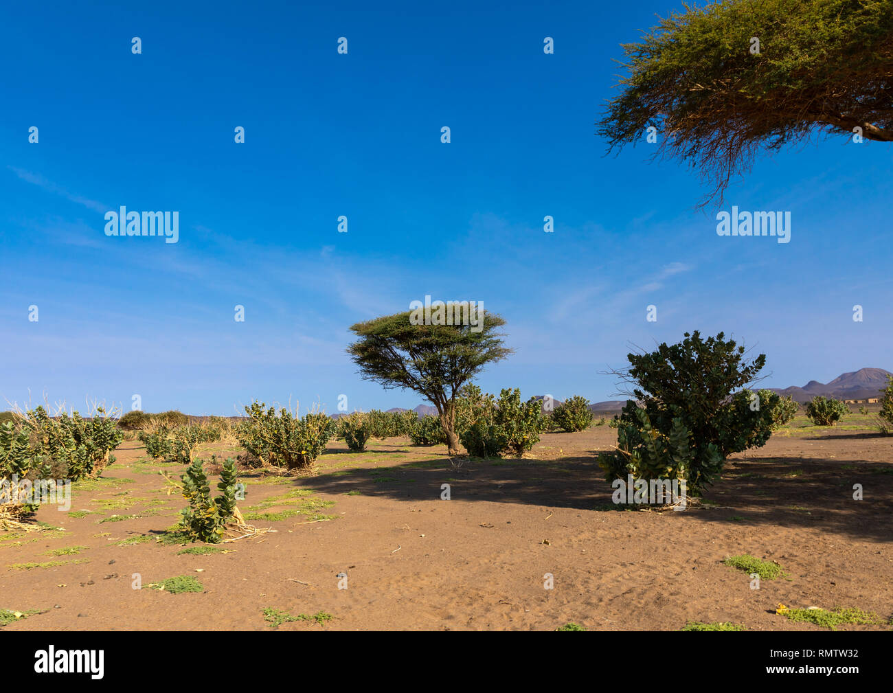 Trees in an arid area, Northern State, Bayuda desert, Sudan Stock Photo ...