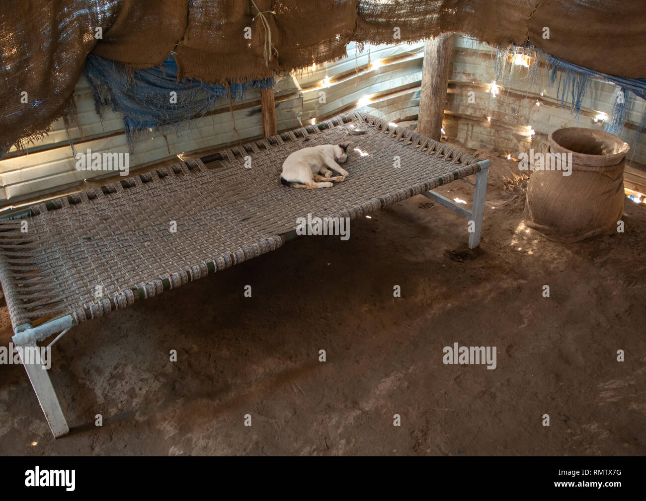 Cat sleeping on a traditional bed, Red Sea State, Suakin, Sudan Stock ...
