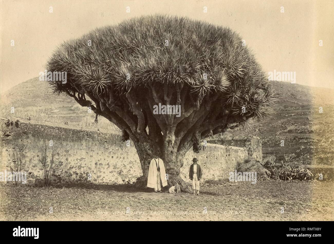 Drago tree laguna hi-res stock photography and images - Alamy