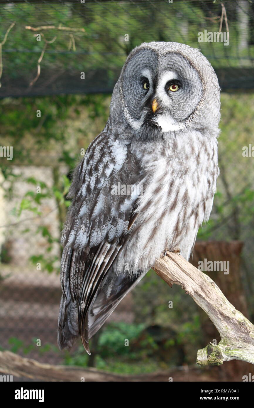 Eine Eule, die auf einem Ast sitzt. Die Eule hat ein markantes Muster ...