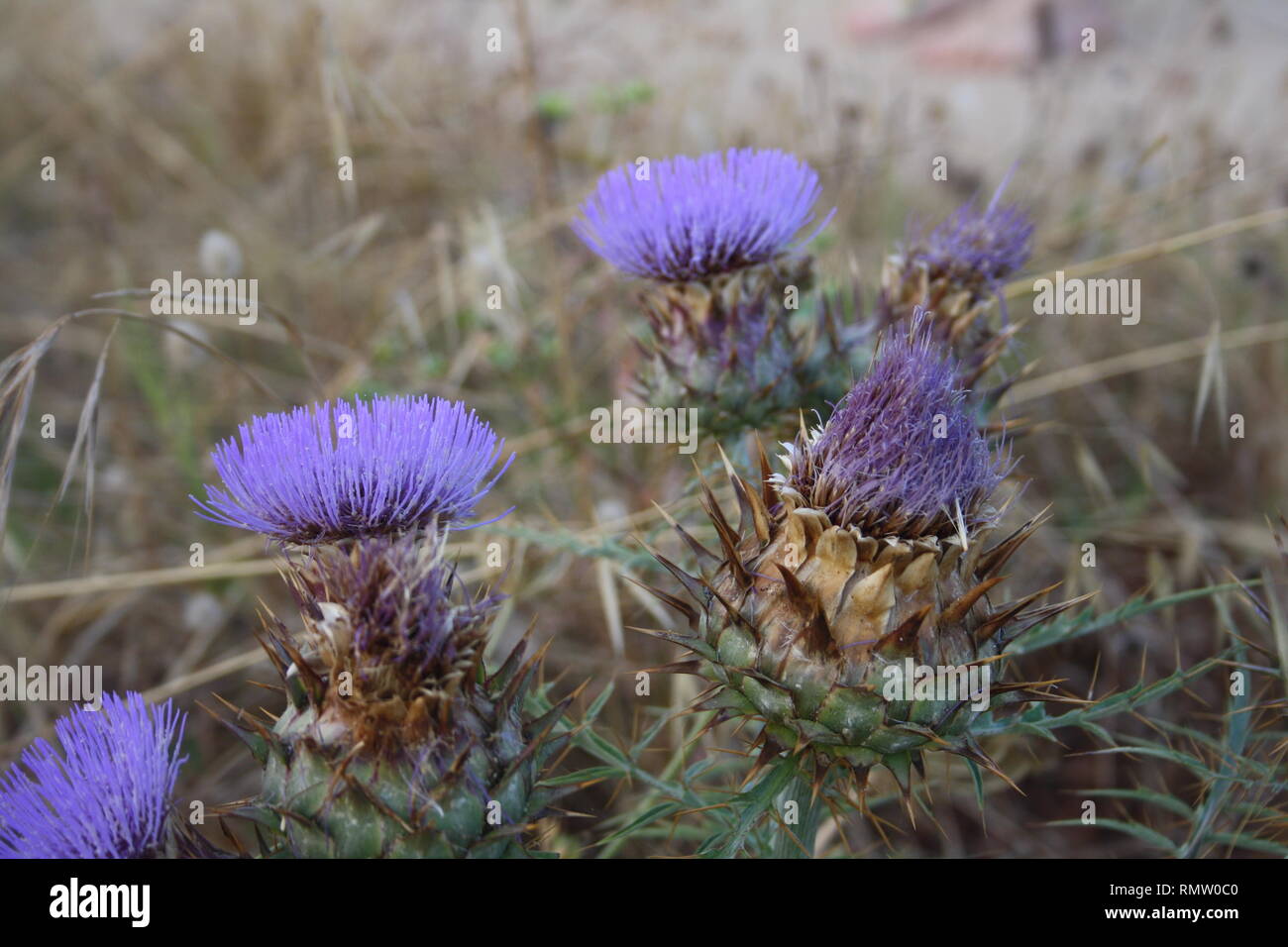 Blühende Pflanzen Diestel im Frühjahr Stock Photo - Alamy