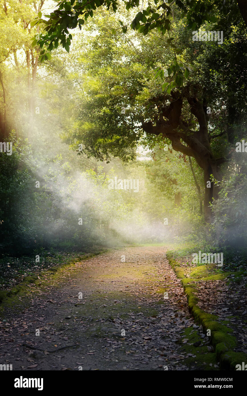 Old trail in the forest Stock Photo - Alamy