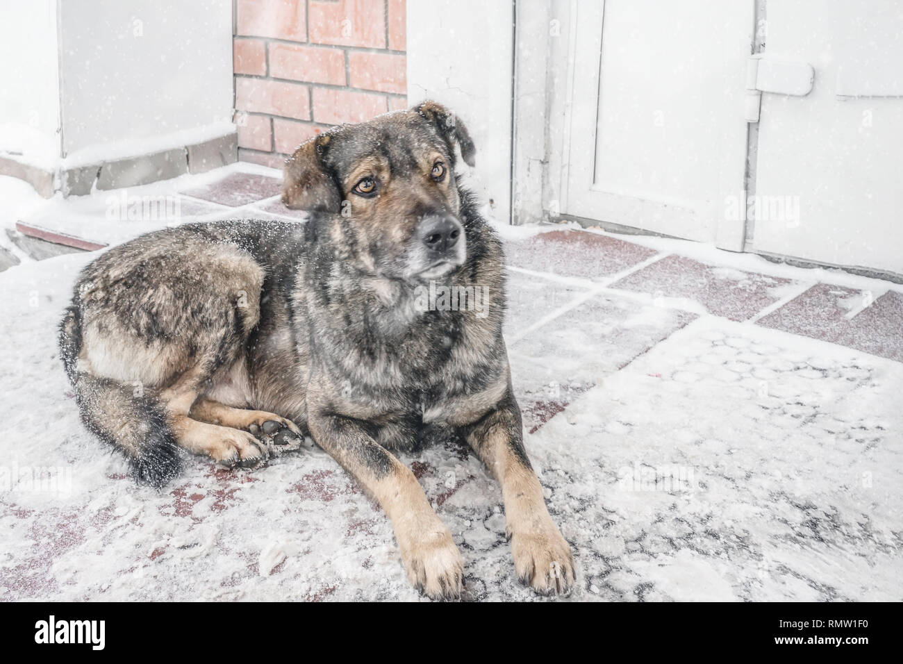 Black yard dog, with shaggy wool. Homeless animals. Winter, frosty ...