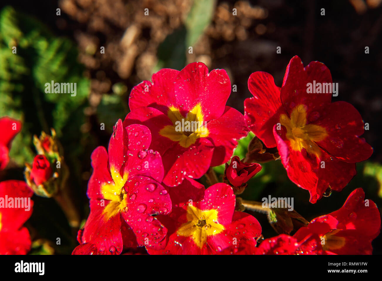 Primrose Primula with red flowers. Inspirational natural floral spring ...
