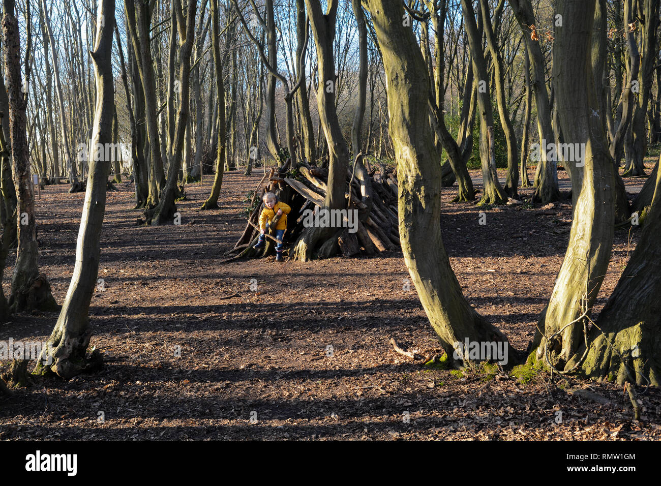 Young boy playing outside learning to build a den in the forest Stock ...