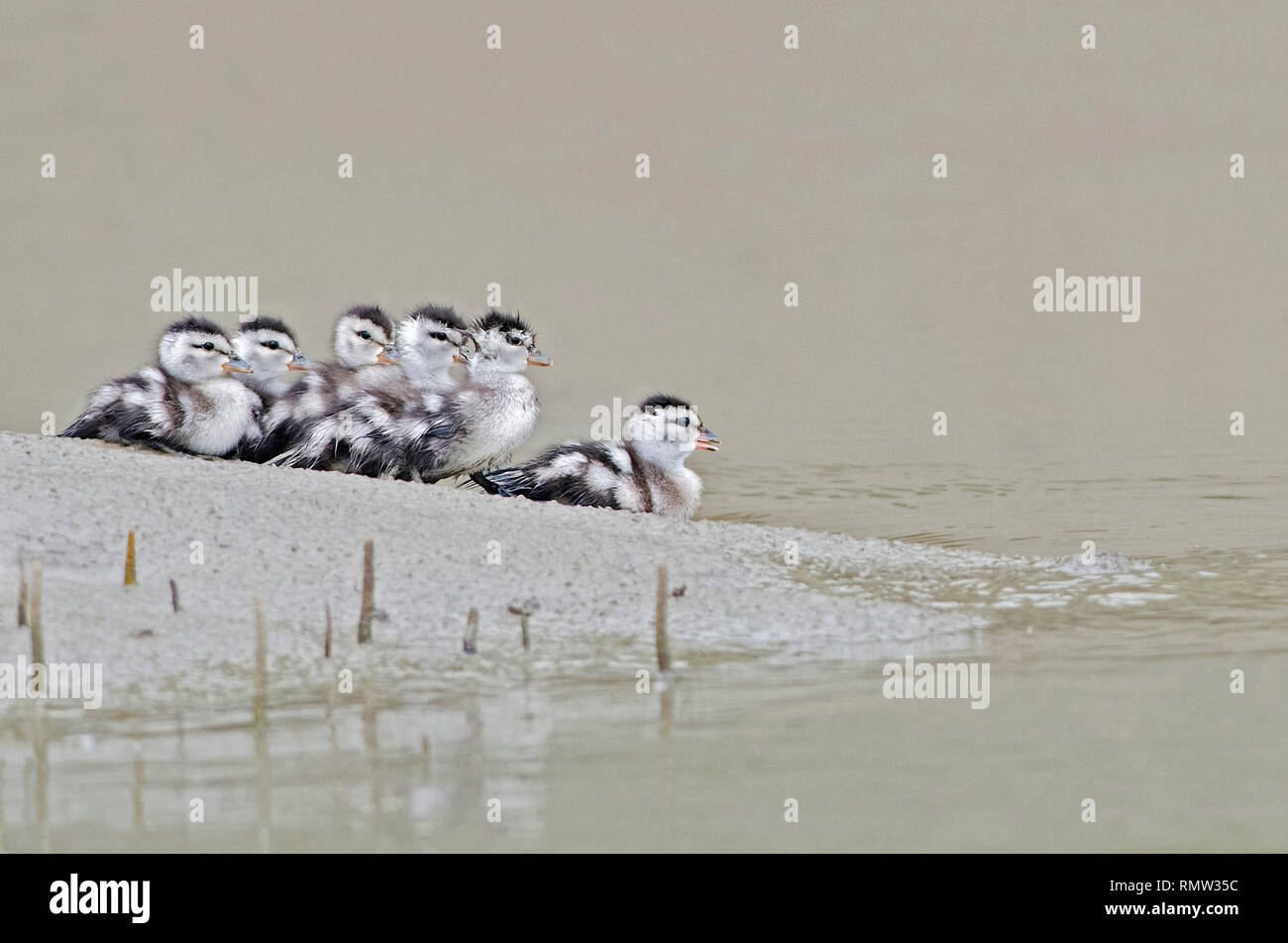 cotton pygmy-goose (goslings), Nettapus coromandelianus, sitting on ...