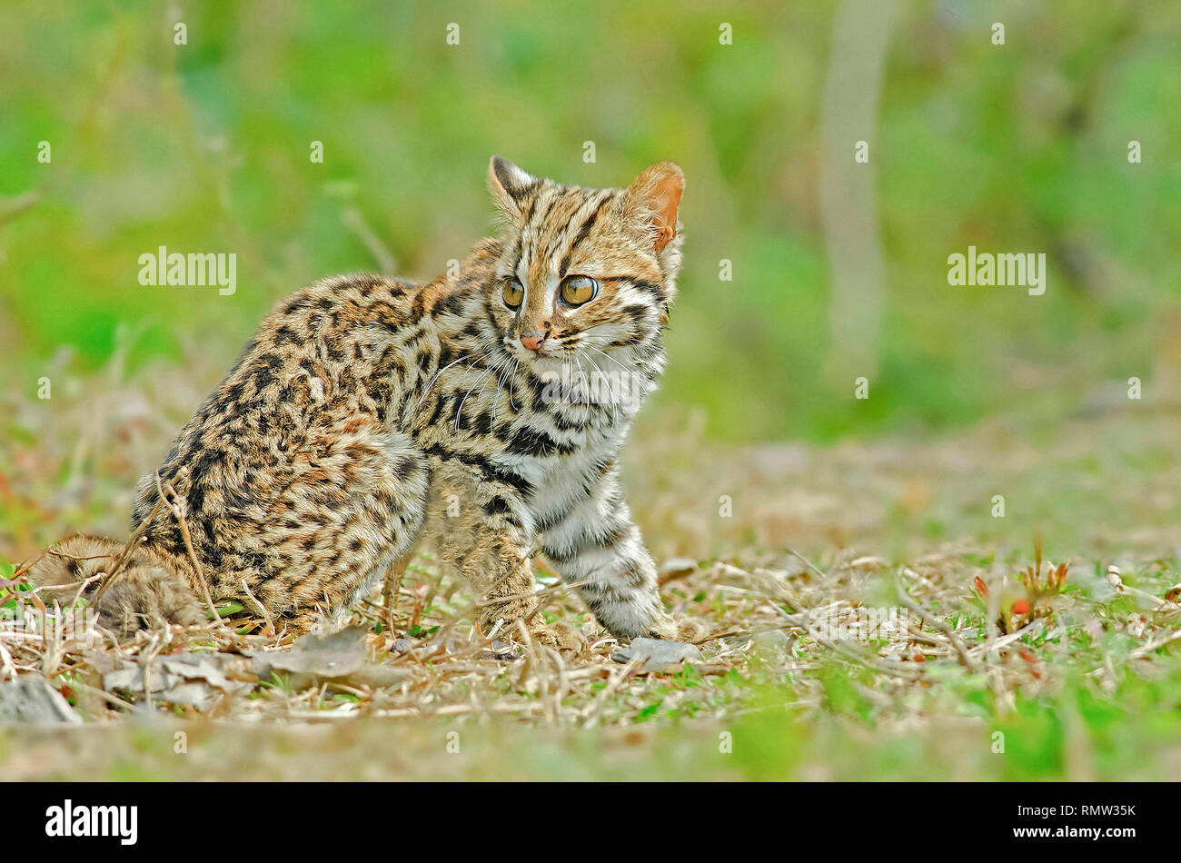 Prionailurus bengalensis bengalensis hi-res stock photography and ...
