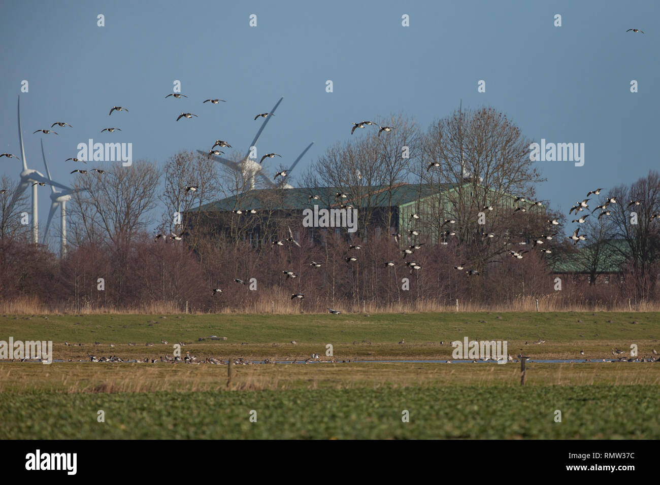 Wild geese in flight with wind turbines in background. Northern Germany ...