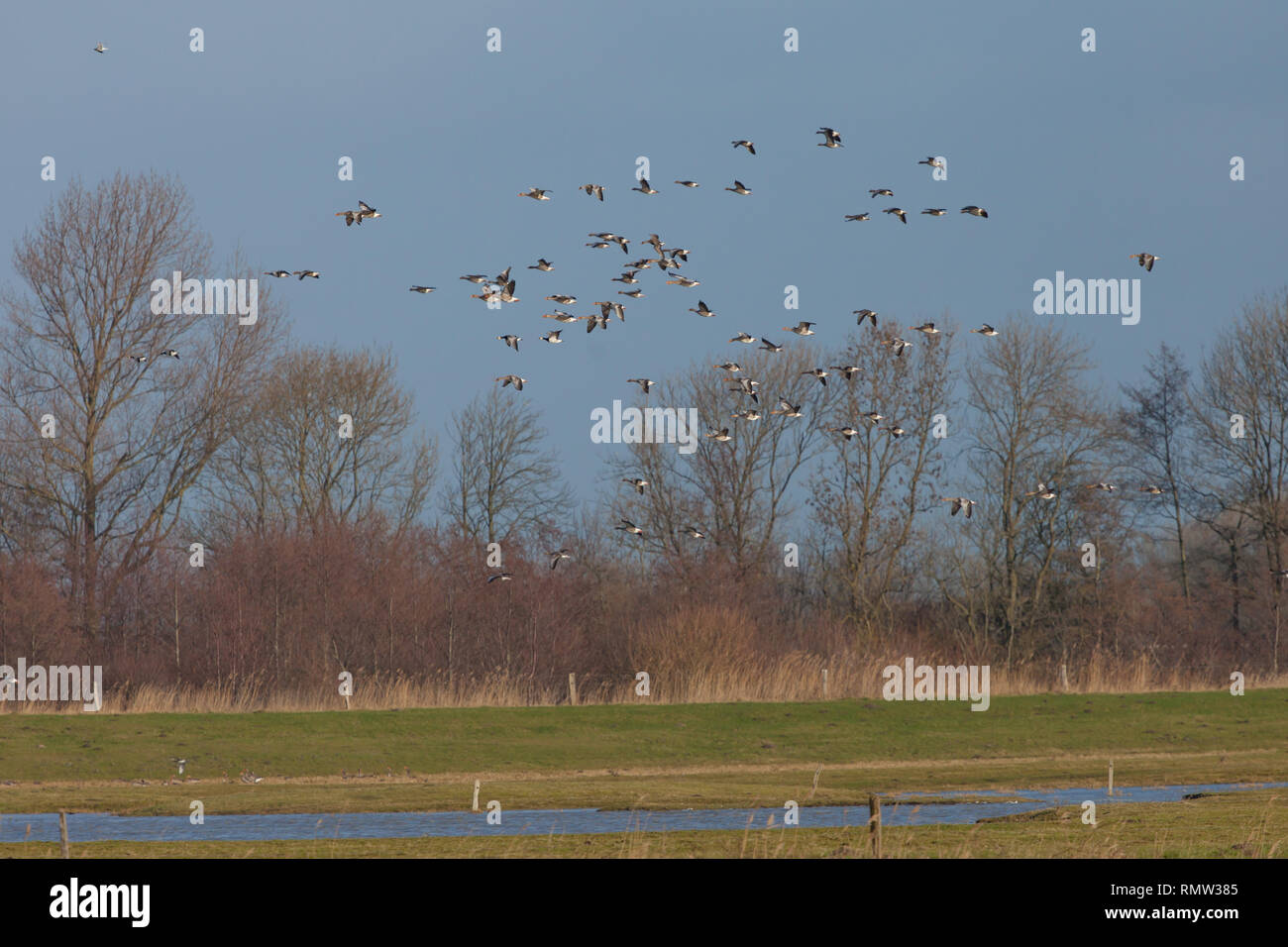 Wild Geese in flight over flooded field. Northern Germany Stock Photo ...