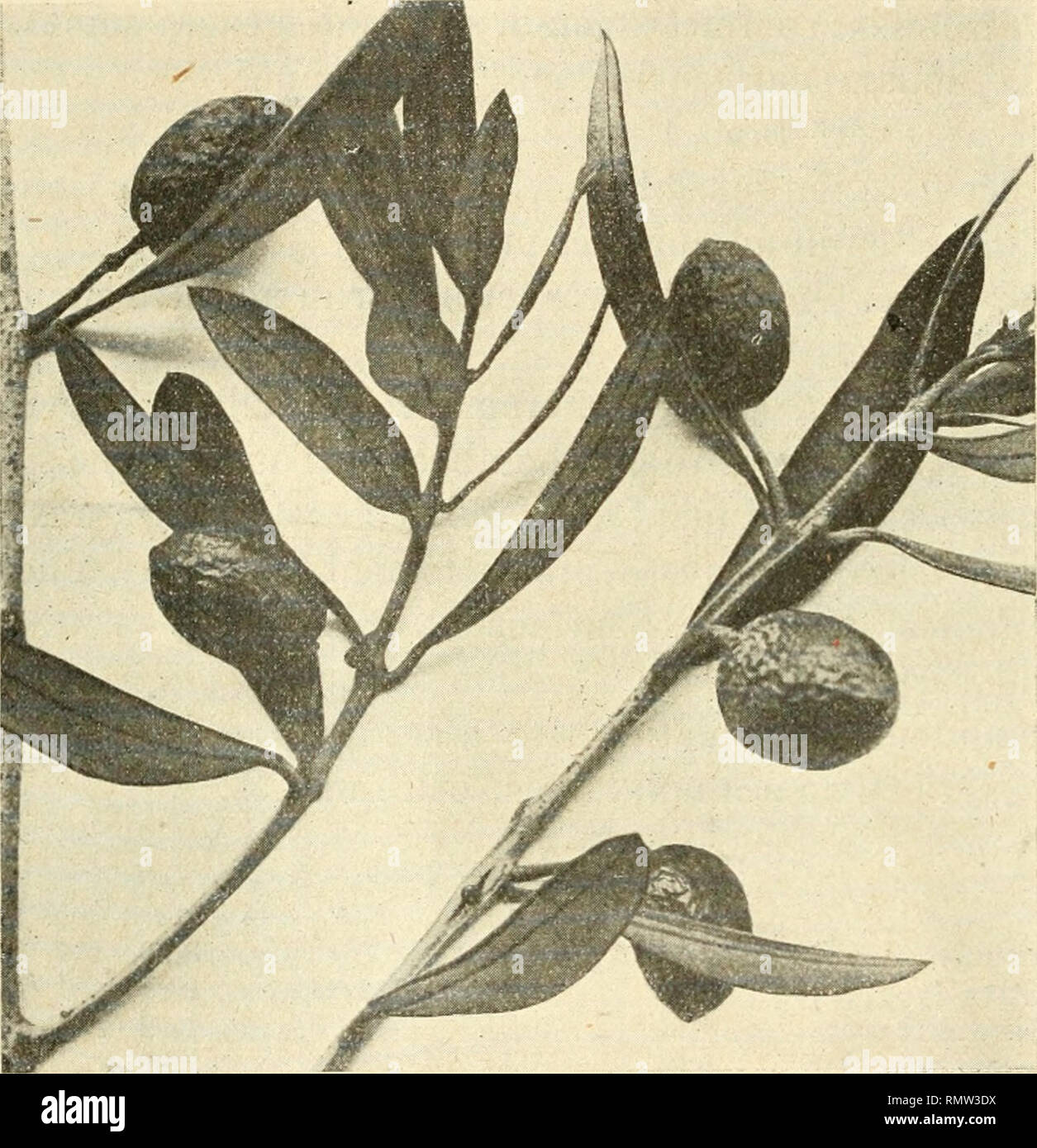 Nervure divergentes hi-res stock photography and images - Alamy