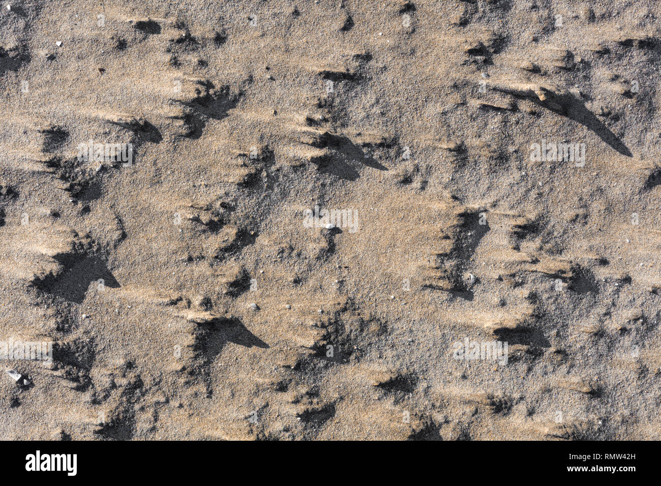 Sunset on the beach. Sand texture. Hard blowing wind Stock Photo - Alamy