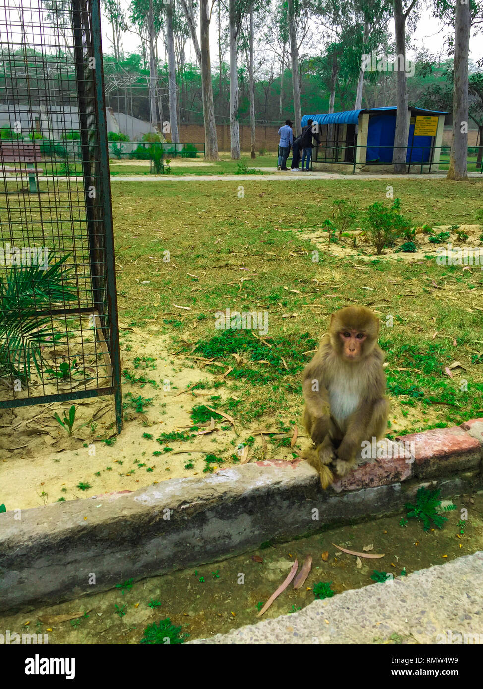 Furry monkey hi-res stock photography and images - Alamy