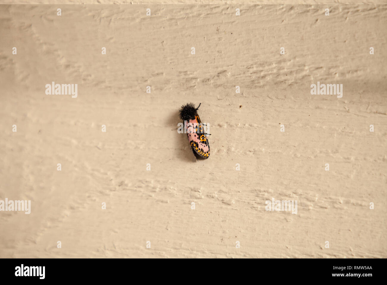 Xanthopastis regnatrix hi-res stock photography and images - Alamy