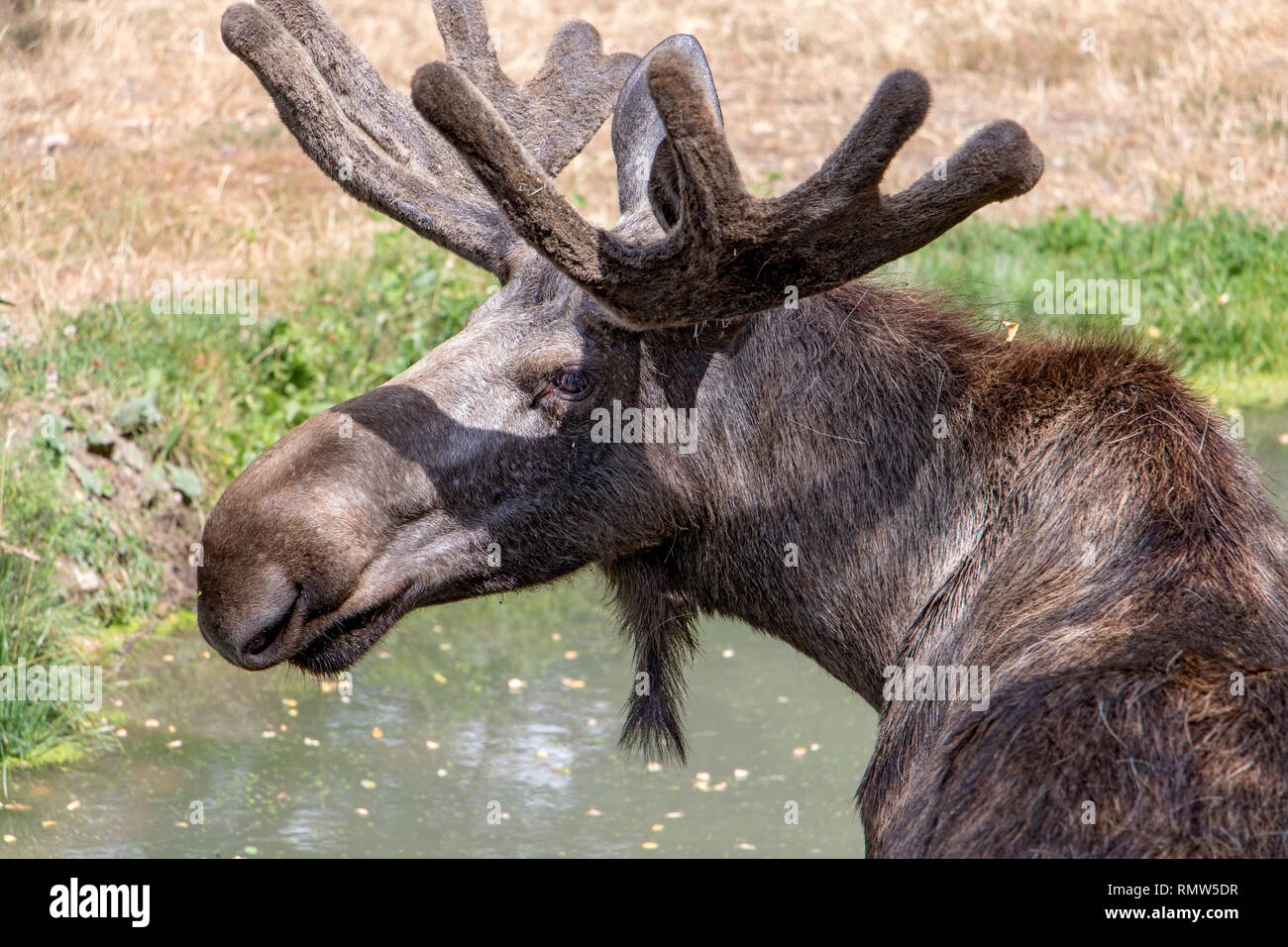 Moose with antlers hi-res stock photography and images - Alamy