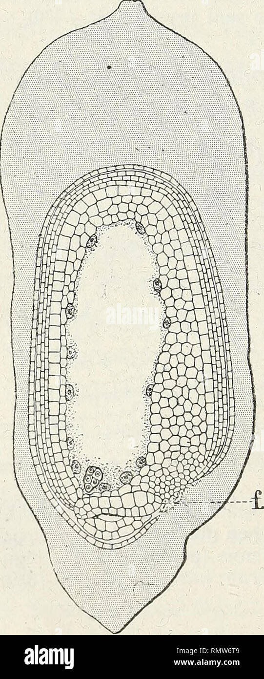 Ctenium hi-res stock photography and images - Alamy