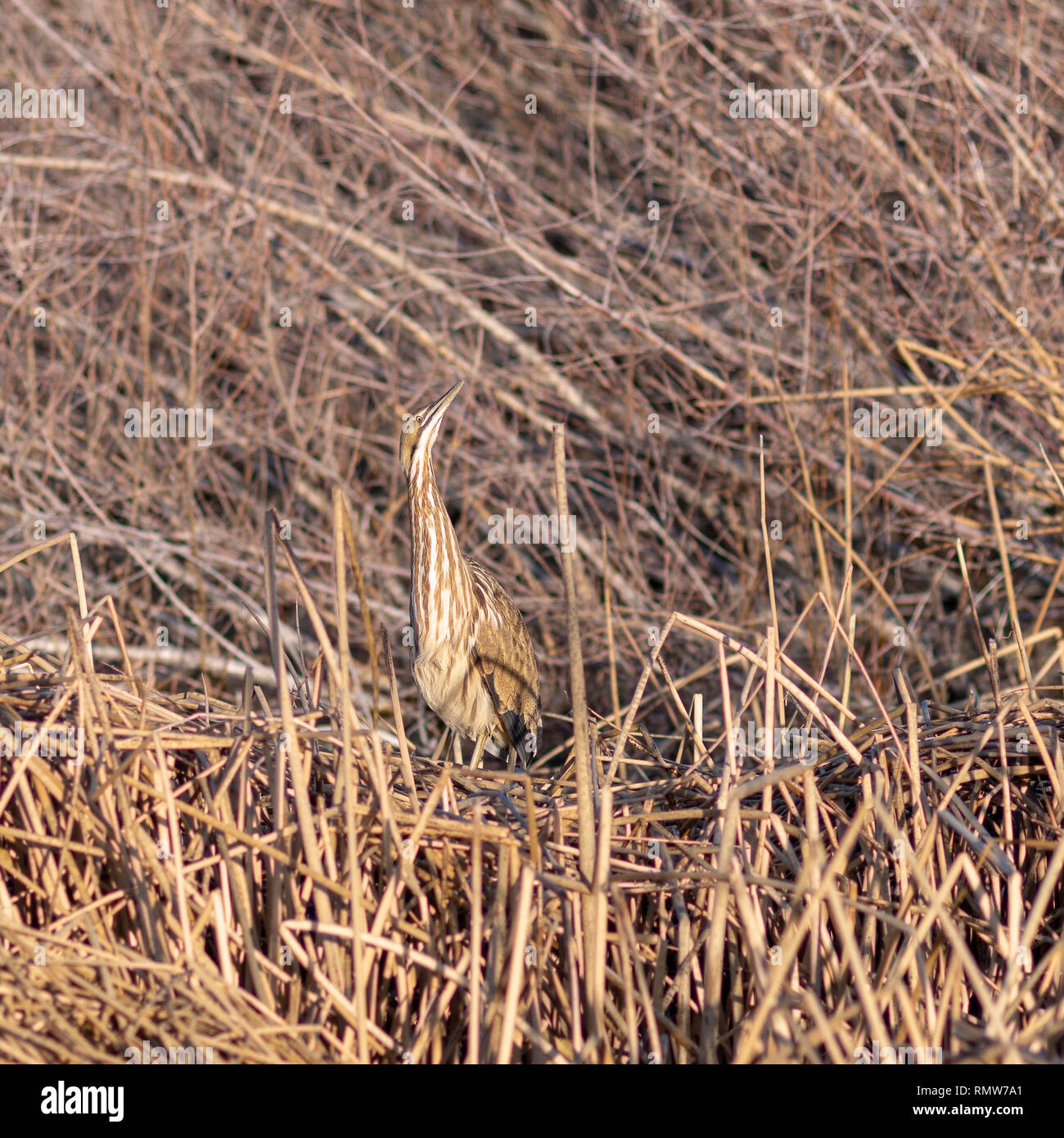 American bittern hiding in reeds hi-res stock photography and images ...