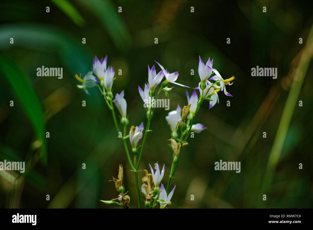 Chirata flowers, sindhudurg, Maharashtra, India, Asia Stock Photo - Alamy